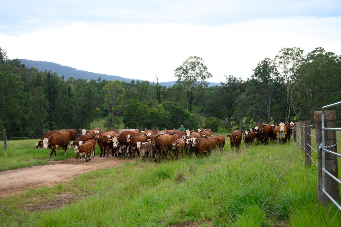 How Our Cow Ensures Animal Welfare on Aussie Farms | Our Cow